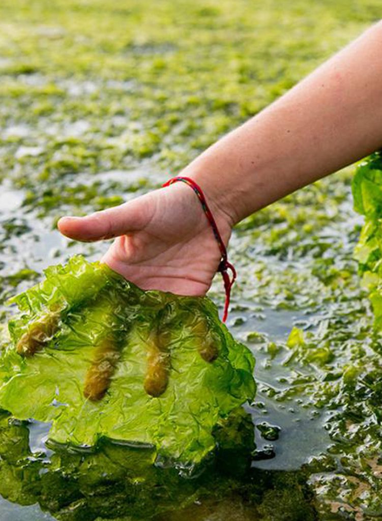 Pequeños productores y proveedores locales, DAIA Hotel Conil